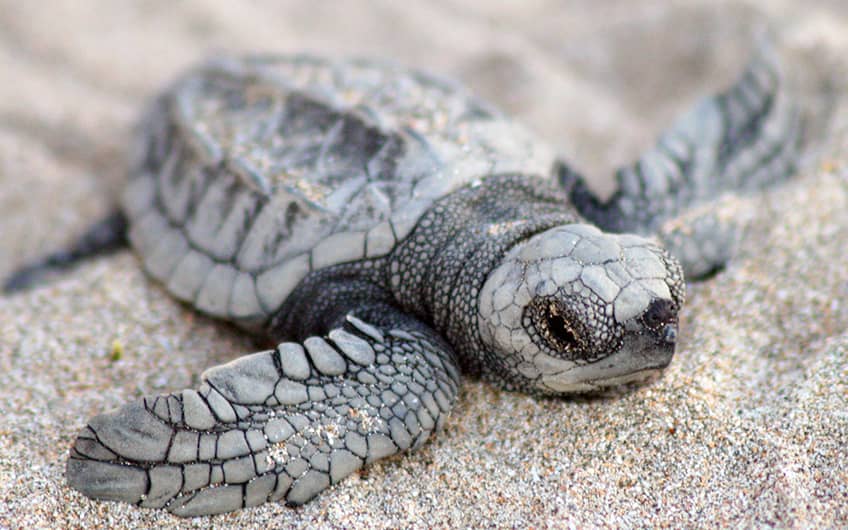 Costa Rica map of turtle nesting, Tour Operator in Costa Rica